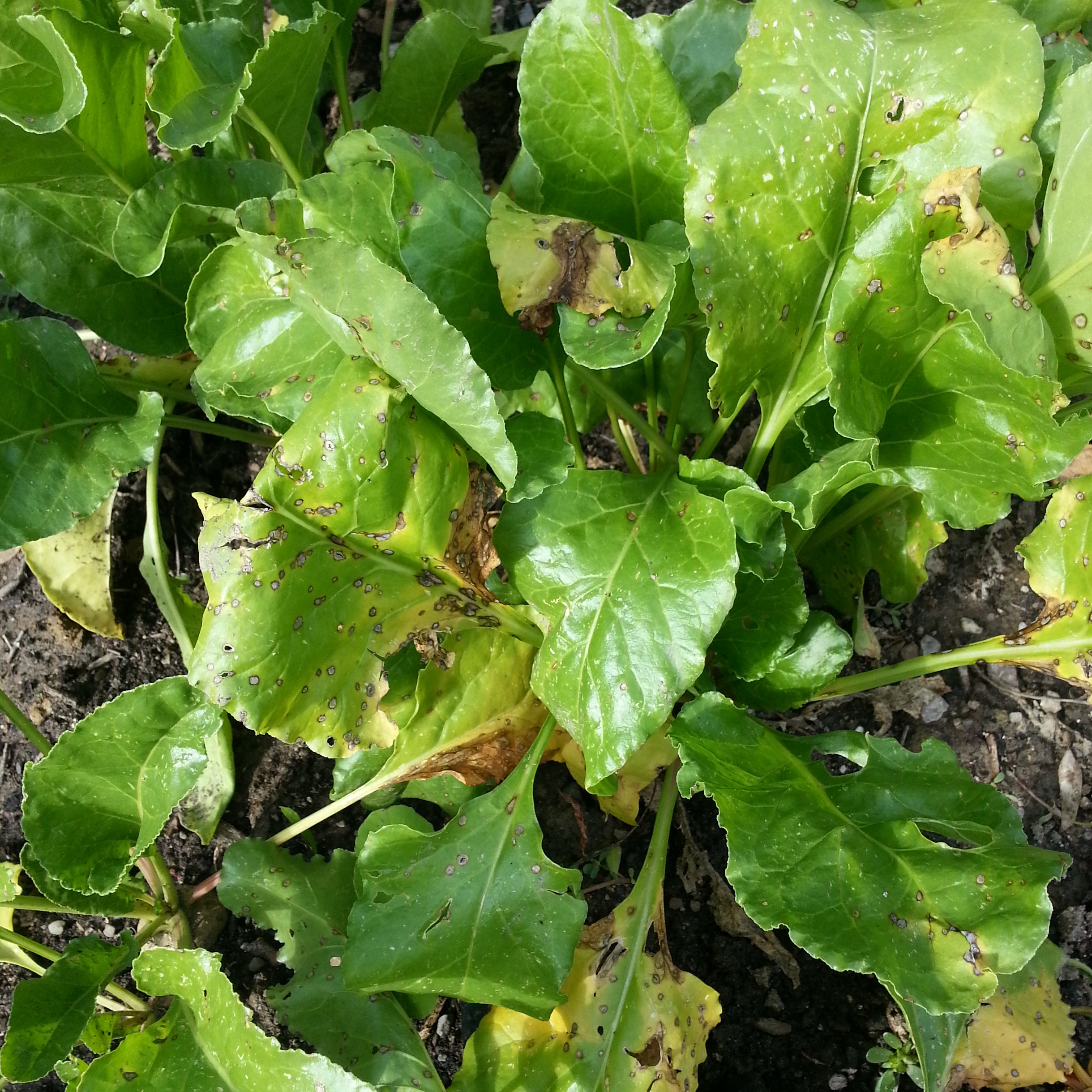 More pests….cucumber beetles – Bay Branch Farm